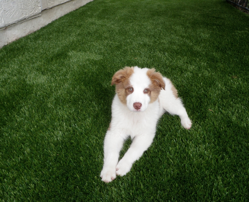 Artificial Pet Turf System - Everlast Turf